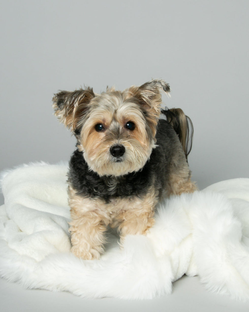 MEET OUR PAW-SOME TEAM! – Rhonda Shear