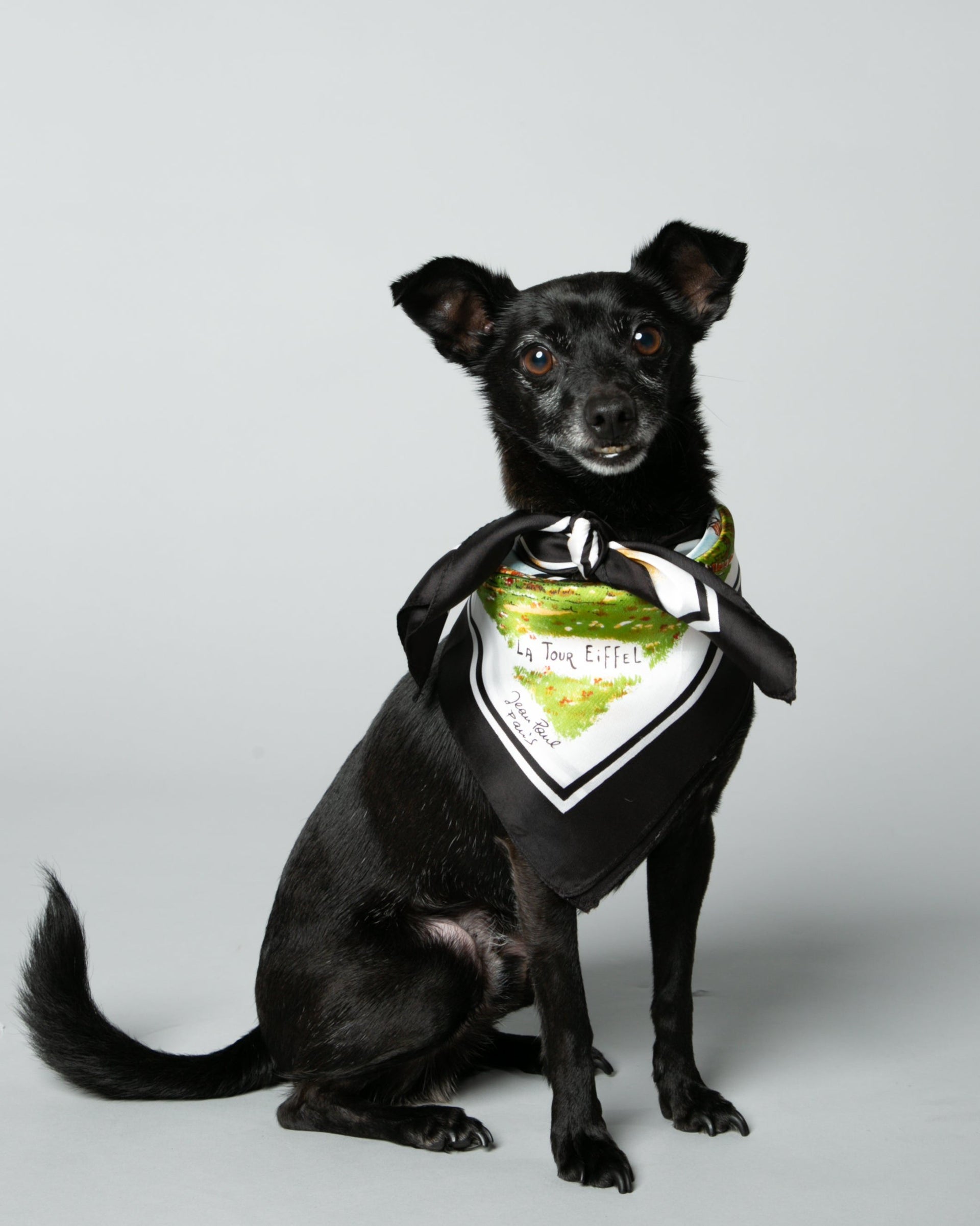 MEET OUR PAW-SOME TEAM! – Rhonda Shear