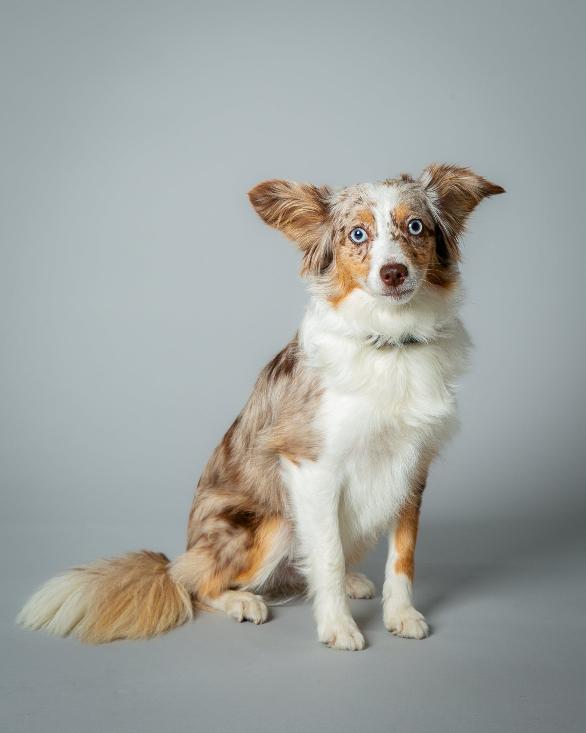 MEET OUR PAW-SOME TEAM! – Rhonda Shear