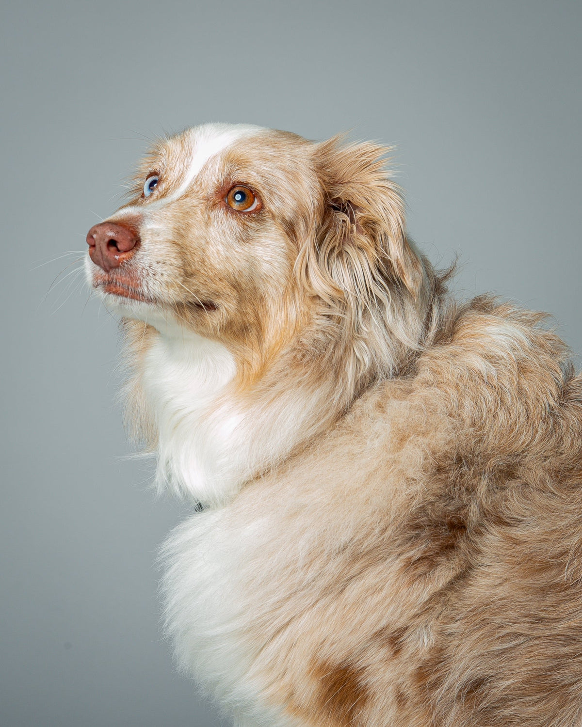 MEET OUR PAW-SOME TEAM! – Rhonda Shear