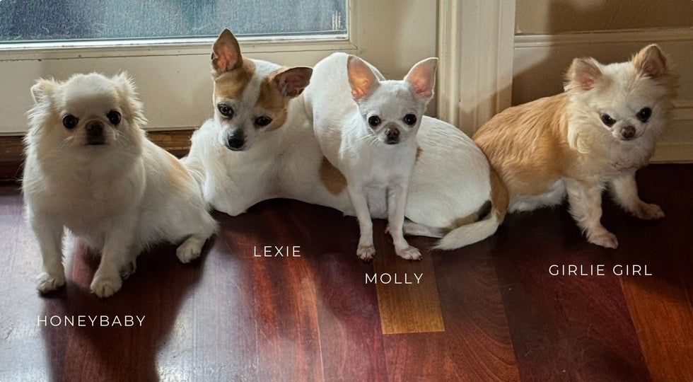 MEET OUR PAW-SOME TEAM! – Rhonda Shear